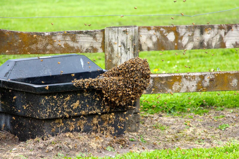 Bees Finding a New Home on a Cattle Trough Stock Image - Image of ...