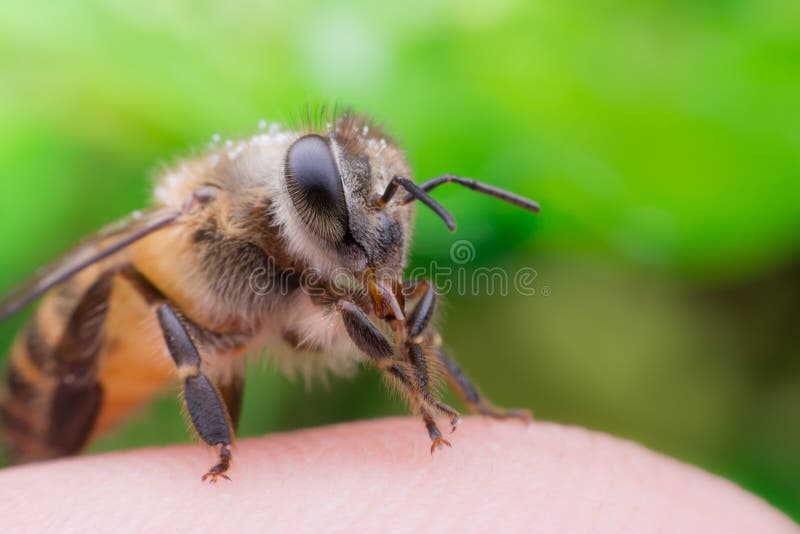 Bees on the Finger, Closeup of Photo Stock Photo - Image of field ...