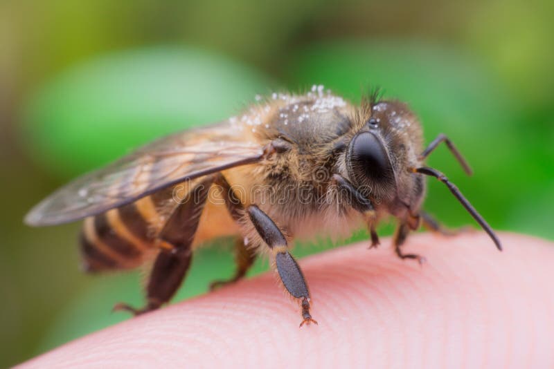 Bees on the Finger, Closeup of Photo Stock Image - Image of insects ...