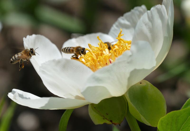 Bees Flaying Around the Big White Flower in the Garden Stock Image ...