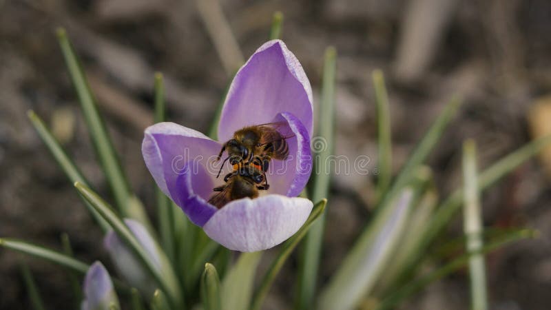 Pollen in spring stock image. Image of meadow, flower - 147327107