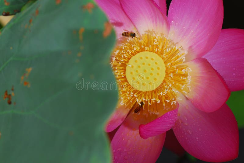 Bees in flower core stock photo. Image of flying, nature - 20265198