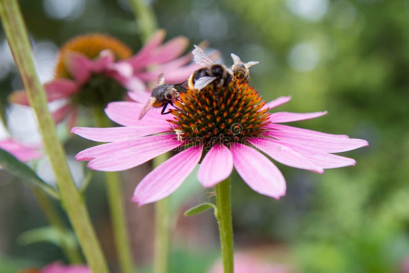 Bees on flower stock image. Image of honey, botany, bloom - 255823359