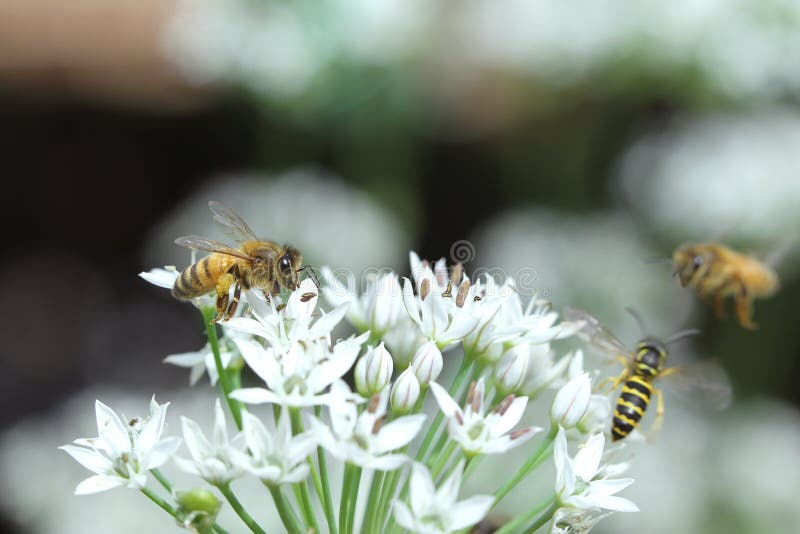 Bees and Flower stock photo. Image of pollination, macro - 44803832