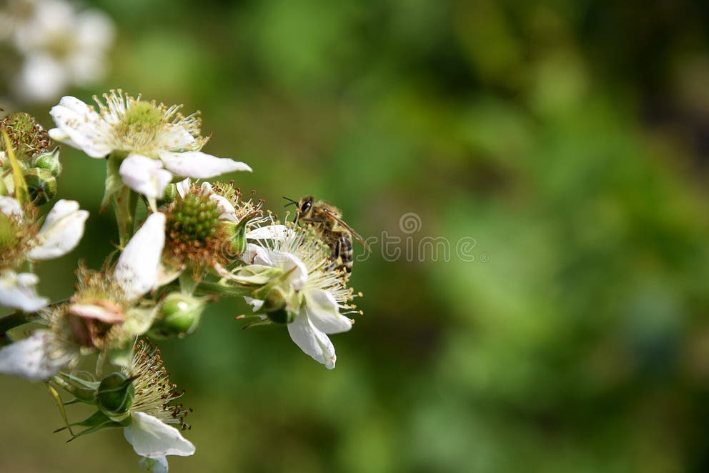 Bees and flower raspberry stock photo. Image of agriculture - 93724158