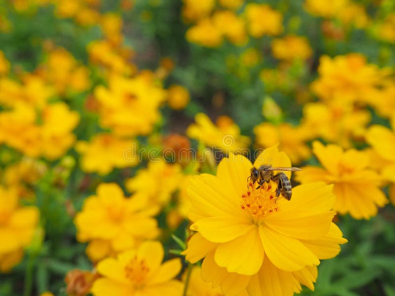 Bees and flowers stock photo. Image of cosmos, honey - 105153180