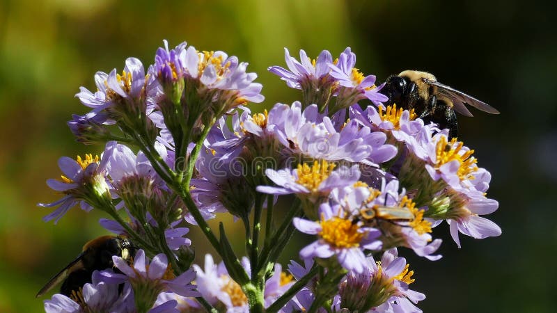 Bees on flowers stock photo. Image of flora, meadow - 205480966