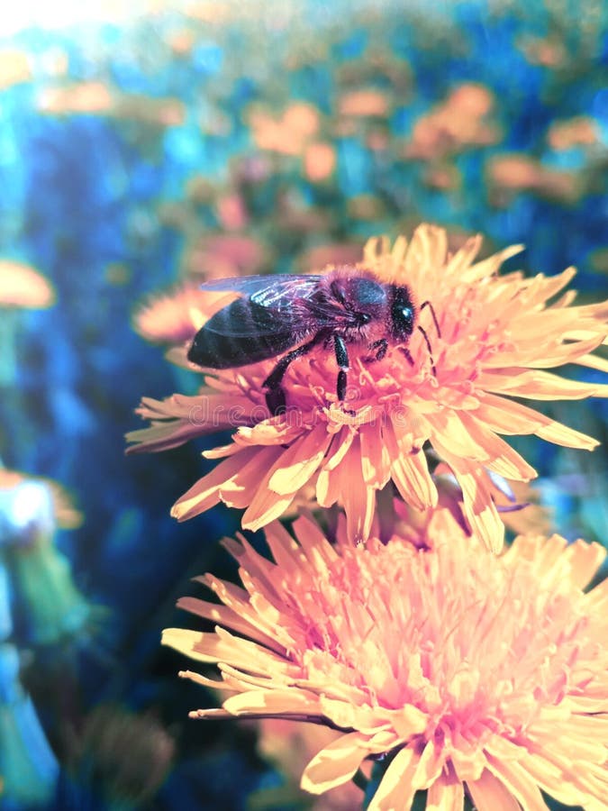 Bees and Flowers,photos, Best Photos and Pictures Stock Illustration ...