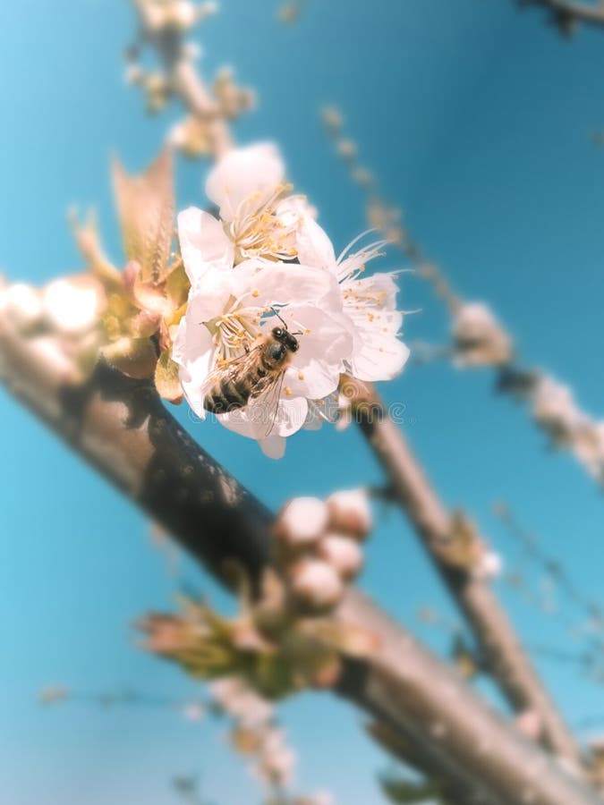 Bees and Flowers,photos, Best Photos and Pictures Stock Photo - Image ...