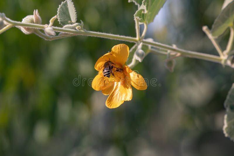 Bees Fly Around Flower and Take Nectar and Pollen . Stock Photo - Image ...