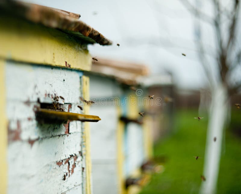Bees fly around the hive stock image. Image of insect - 85254947 Bees fly around the hive stock image. Image of insect - 85254947