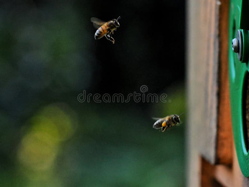 Bees Fly Back To Their Hive Stock Photo - Image of animal, flying ...