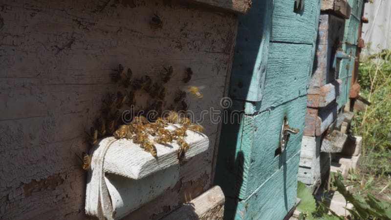 Bees Fly from Beehive, Close Up View of the Working Bees. Bee House in ...