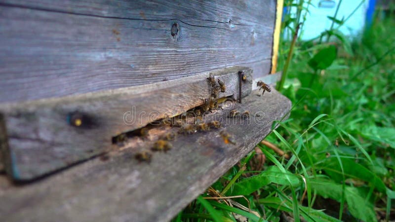 Bees Fly from Beehive, Slow Motion Stock Footage - Video of alveary ...
