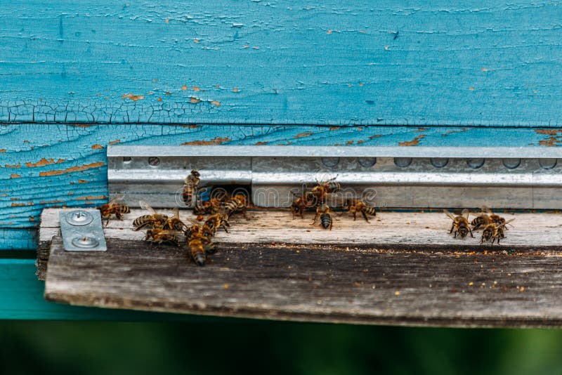Blue hive stock photo. Image of apiculture, hive, wood - 865768