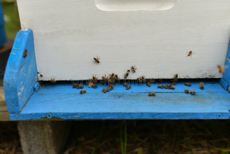 The Bees Fly into the Box. Wooden Beehive and Bees Stock Image - Image ...