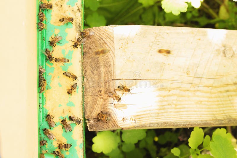 Bees Fly into the Hive. Apiary Beekeeper Stock Image - Image of cell ...