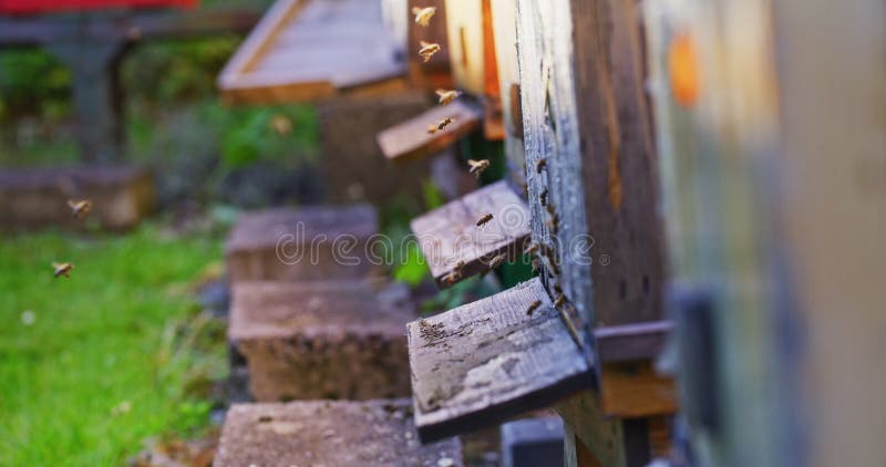 Bees Fly into the Hive after Work Stock Video - Video of summer ...