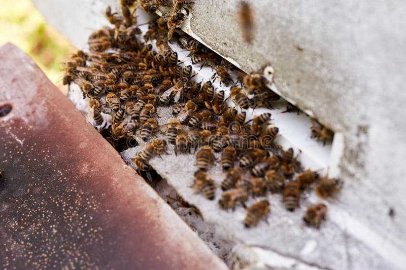 Bees fly out of the hive stock photo. Image of farm - 363954740