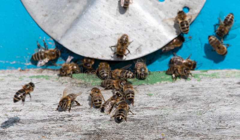 Bees Fly Out and Return To the Hive in the Summer. Flight of Bees Near ...