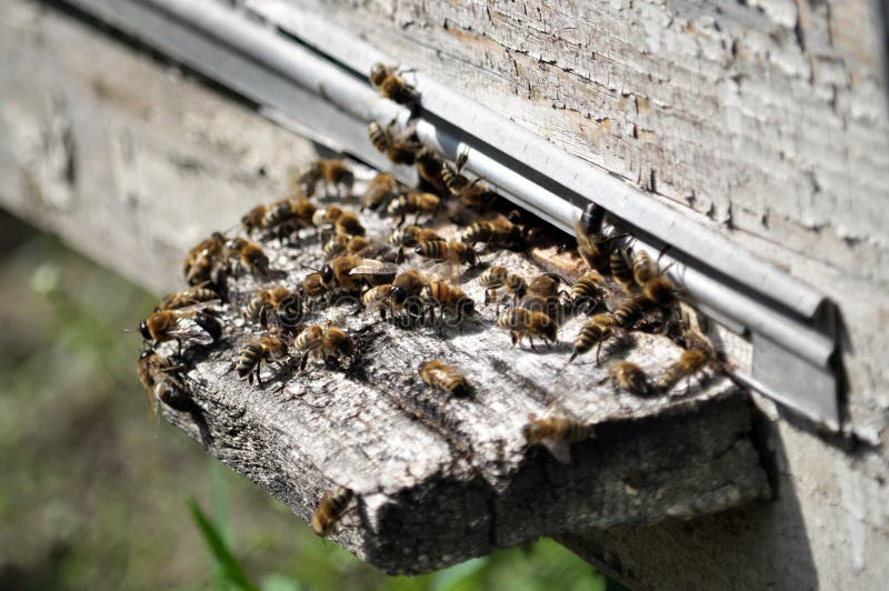 Bees fly to the hive stock image. Image of agriculture - 140233803