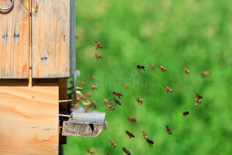 Bees fly to the hive stock photo. Image of summer, animal - 279767262