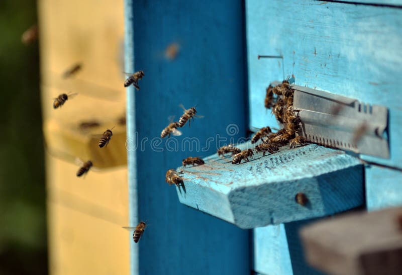 Bees fly to the hive stock image. Image of high, bees - 108308513