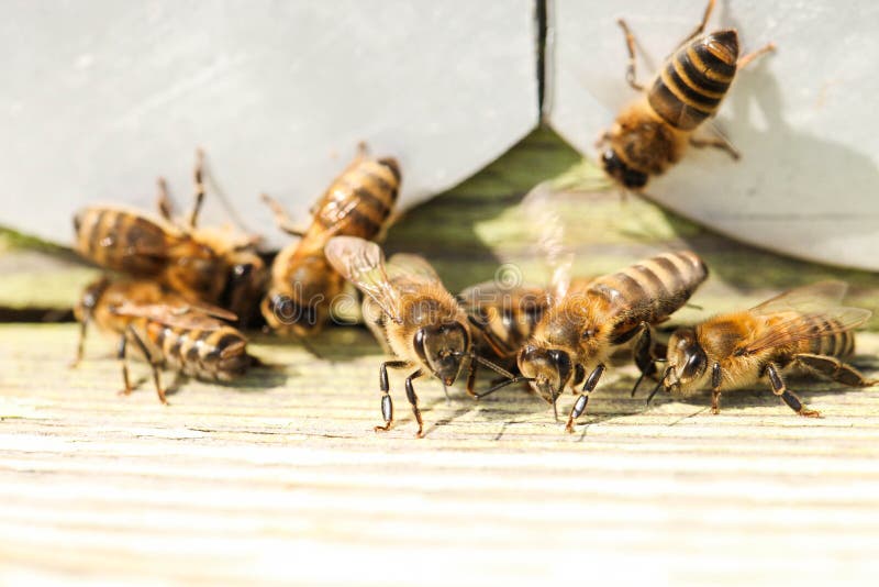 Bees Fly into a Wooden Bee Hive Stock Image - Image of fresh, colony ...