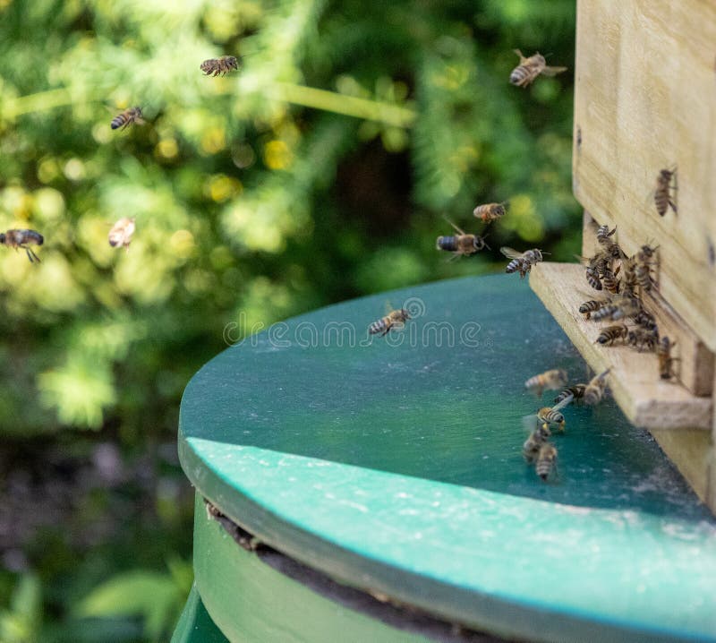 Bees Flying Around Beehive. Beekeeping Concept Stock Photo - Image of ...