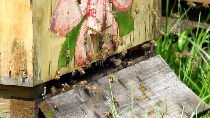 Bees Flying Around Beehive. Beekeeping Concept Stock Footage - Video of ...