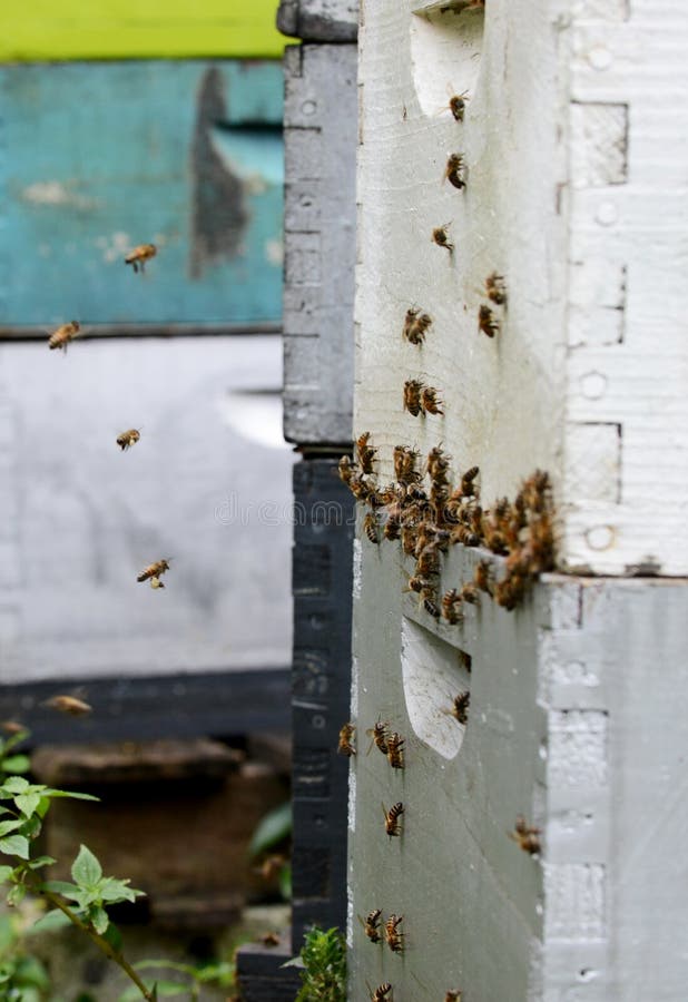 Bees flying around beehive stock image. Image of keeping - 39265183