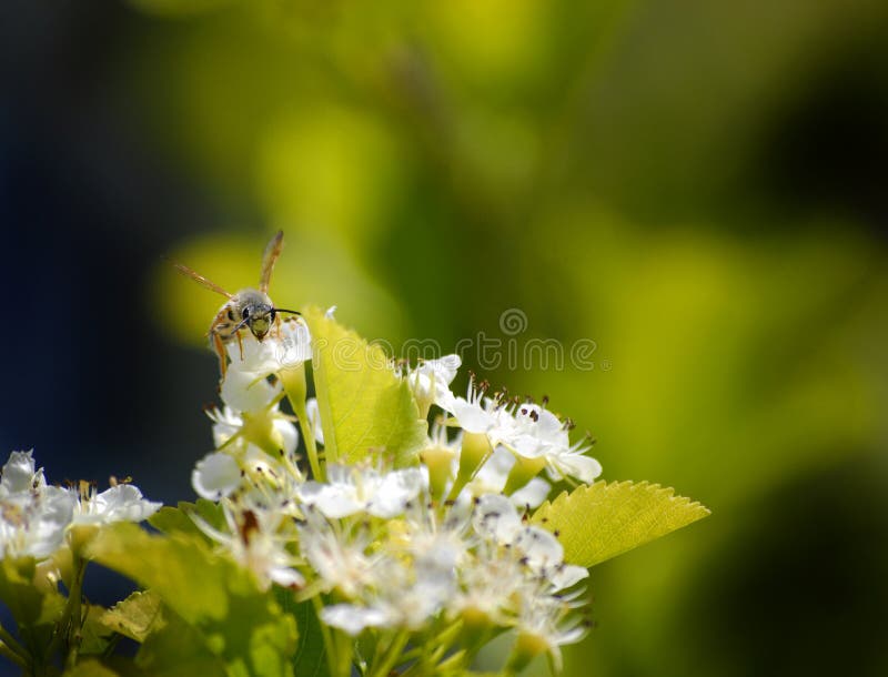 Bees Flying Around Flowers stock image. Image of bees - 5580669