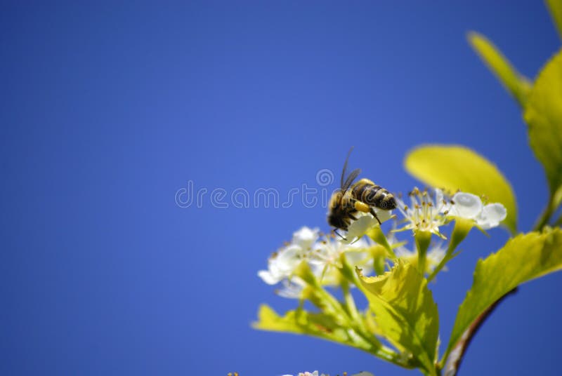 Bees Flying Around Flowers stock image. Image of flying - 5601799