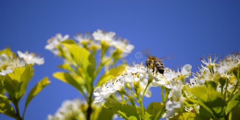 Bees Flying Around Flowers stock image. Image of sting - 5690989