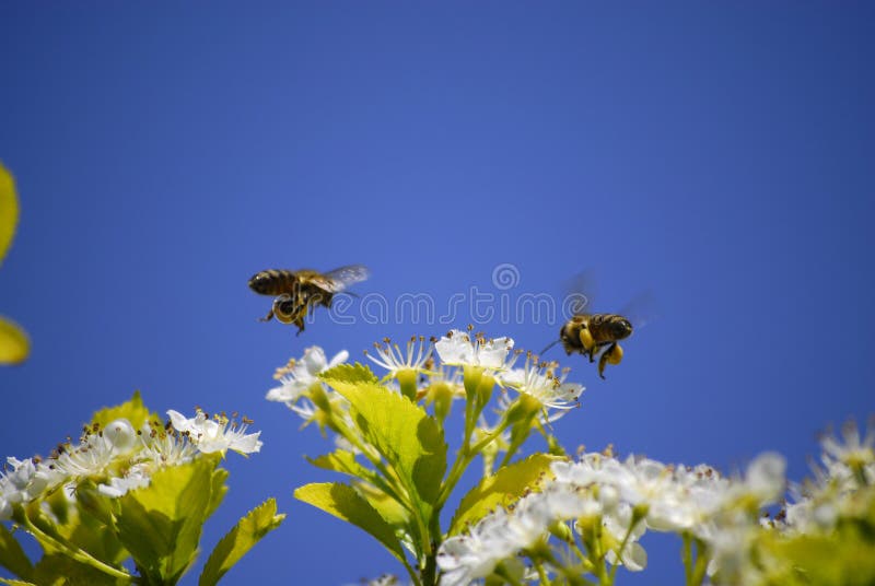 Bees Flying Around Flowers stock photo. Image of white - 5722692