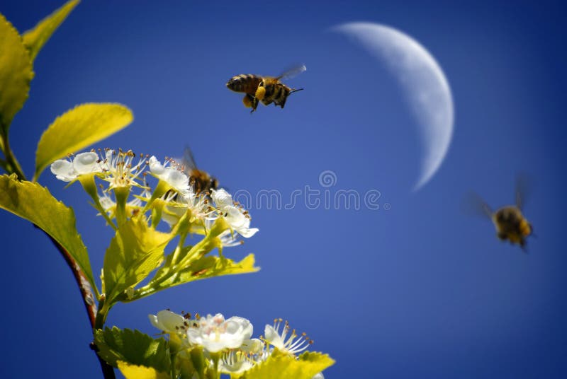 Life and Reproduction of Bees.Queen Bee Lays Eggs in the Honeycomb ...