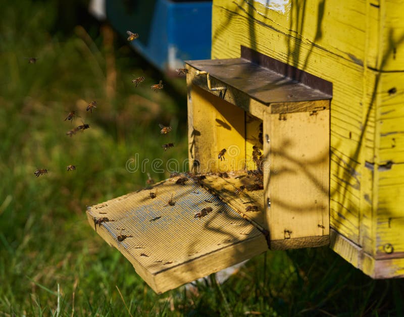 Bees Flying Around the Hives Stock Photo - Image of beehives, bees ...