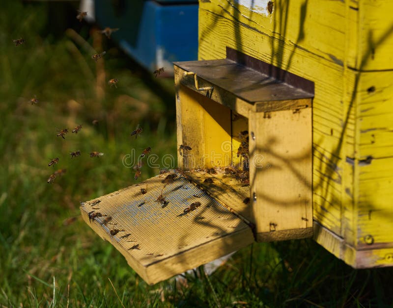 Bees Flying Around the Hives Stock Image - Image of nature, agriculture ...
