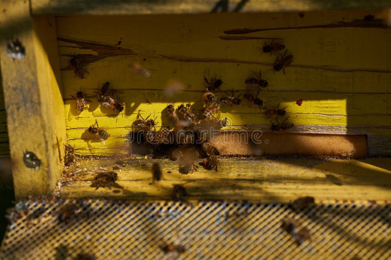 Bees Flying Around the Hives Stock Image - Image of food, honey: 272749775
