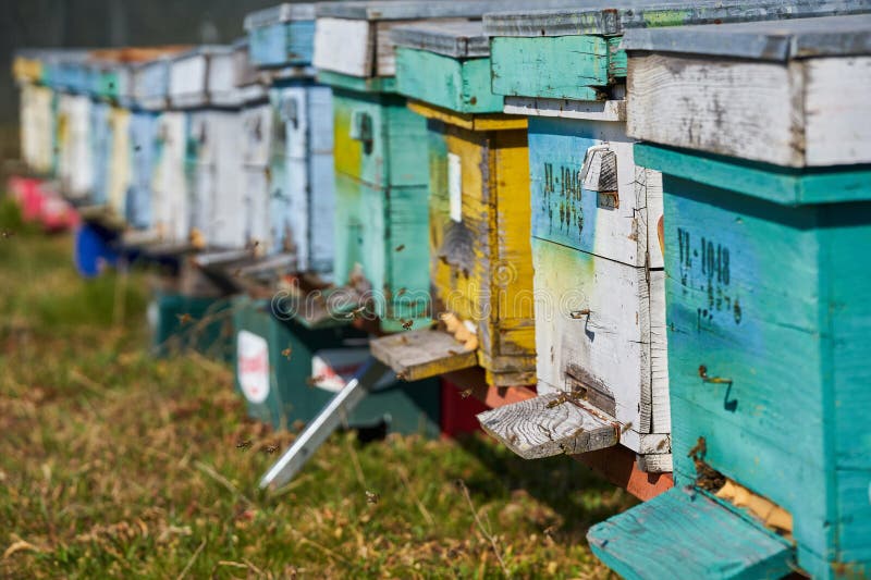 Bees Flying Around the Hives Stock Image - Image of spring, blue: 272749785
