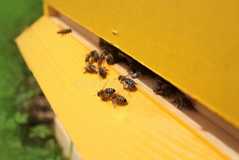 Bees Flying Around Their Beehive Stock Image - Image of colony, apiary ...