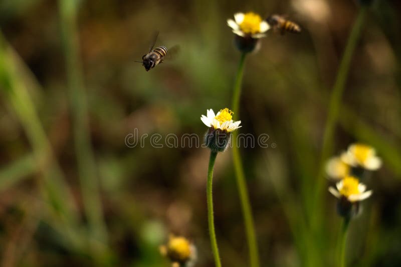 Bees Flying Around the Tiny Flowers in the Garden. Stock Photo - Image ...