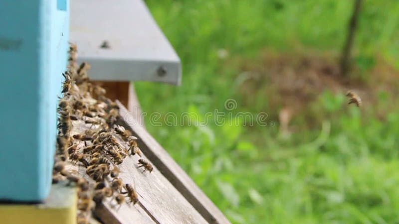 Bees Flying into a Beehive - Slow Motion Stock Footage - Video of bees, disappearing: 386390586