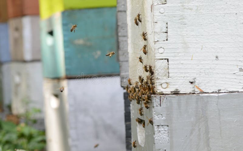 Bees Flying and Beehives or Apiary Stock Image - Image of summer ...