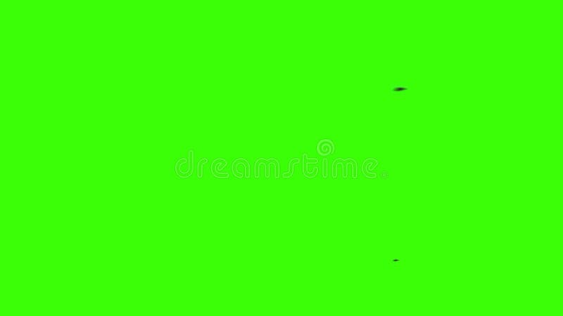 Fly Flying on Green Screen stock video. Video of firefly - 200035991