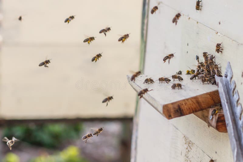 Bees flying into the hive stock photo. Image of stinger - 40111684