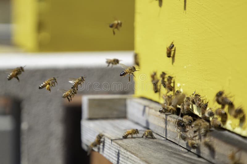 Bees Flying into and Out of Their Bee Hive Stock Image - Image of apis ...