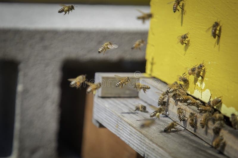 Bees Flying into and Out of Their Bee Hive Stock Image - Image of ...