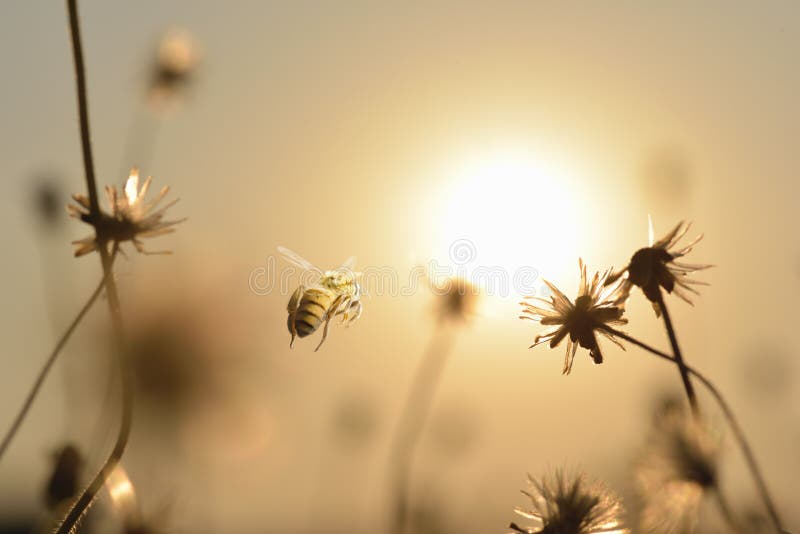 Bees in Evening Rays of Sun Stock Image - Image of summer, teamwork ...