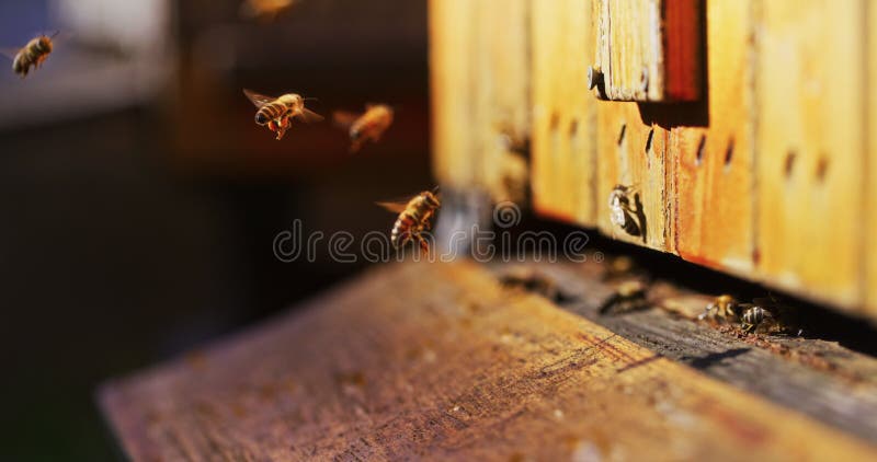 Bees Flying into Wooden Insulated Hive Stock Footage - Video of buzzing ...